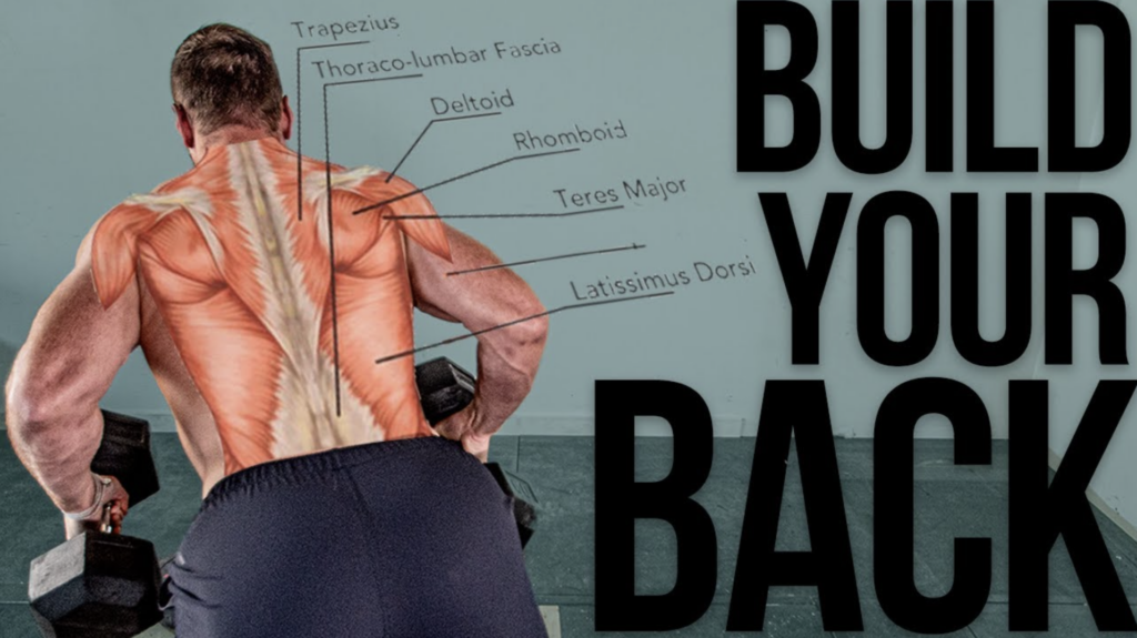 Best Back Exercise: The Chest-Supported Row Guide - Citizen Athletics